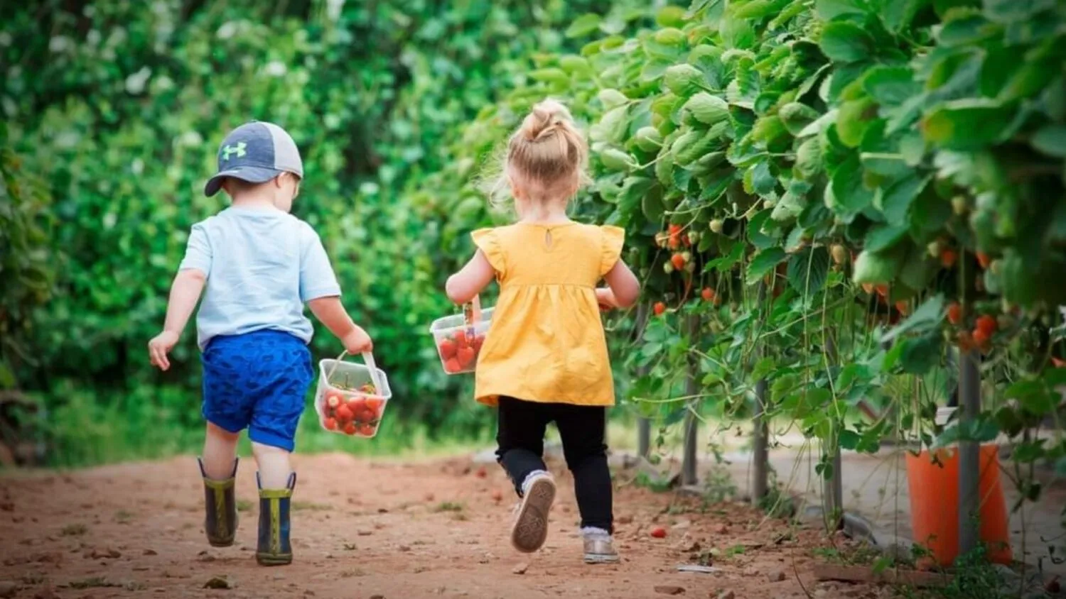 Gallery - Manor Farm Fruits