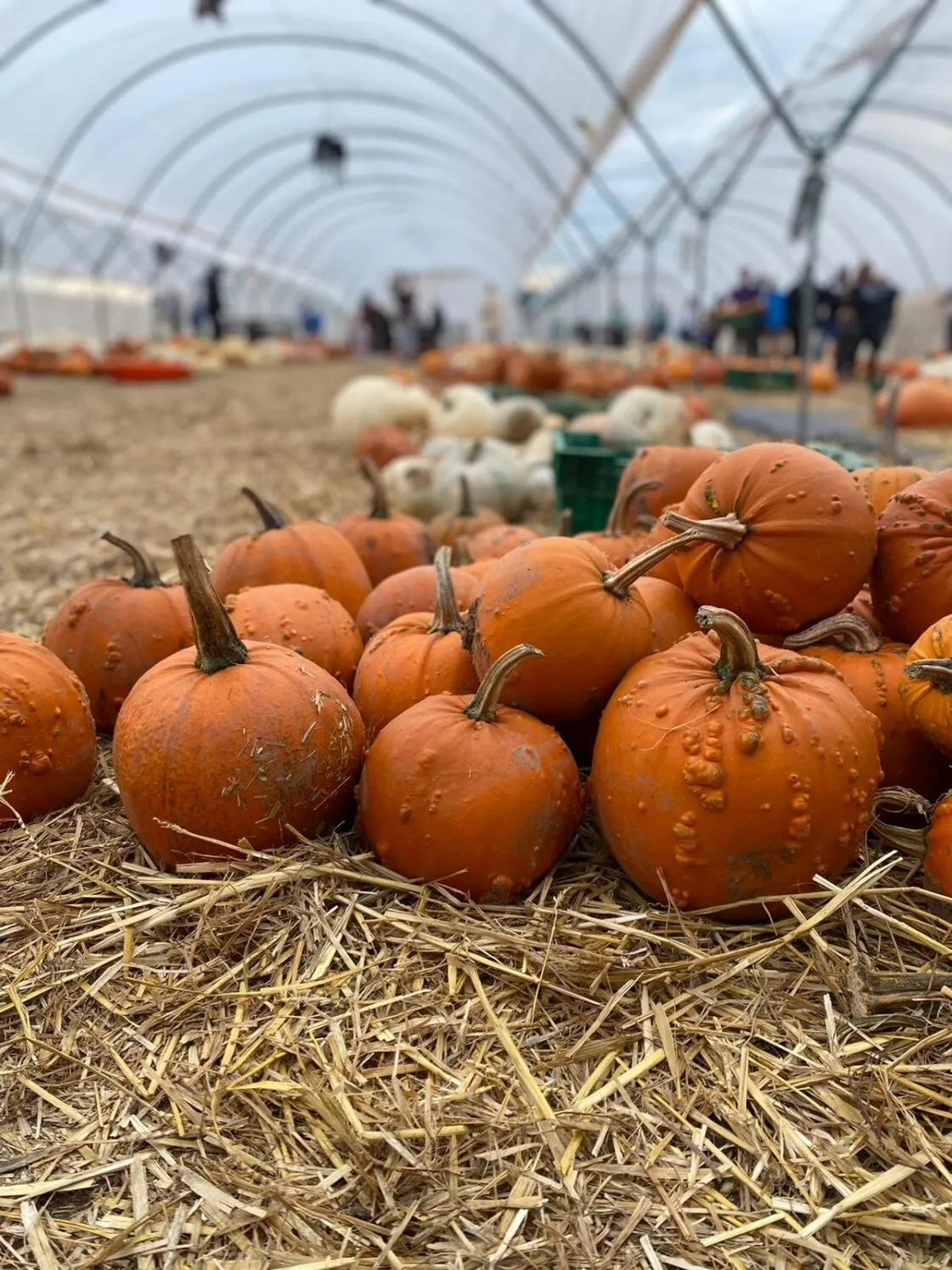 Gallery - Manor Farm Fruits
