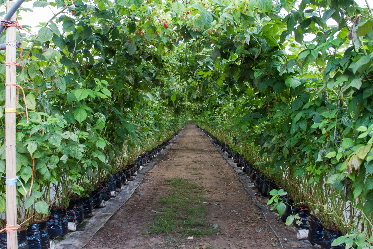 Gallery - Manor Farm Fruits